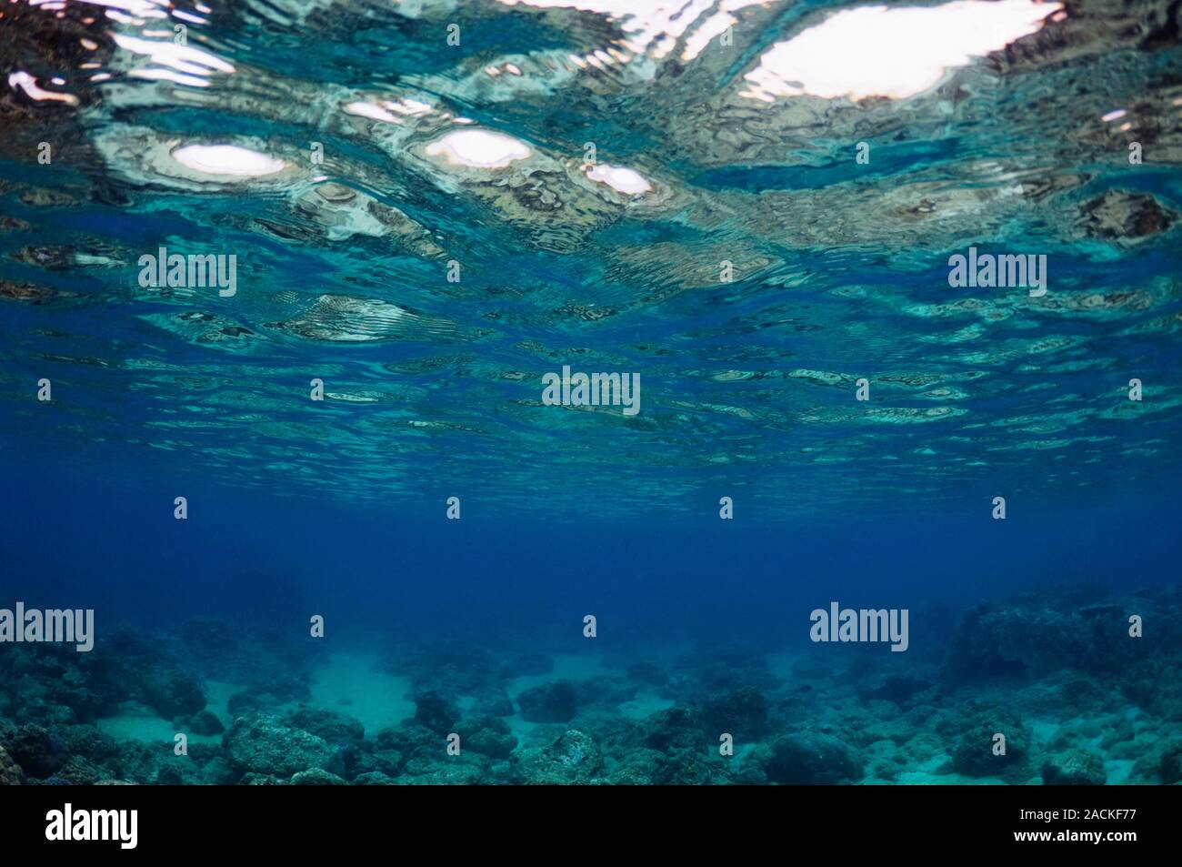 Shallow reef. Corals growing in shallow water Stock Photo - Alamy