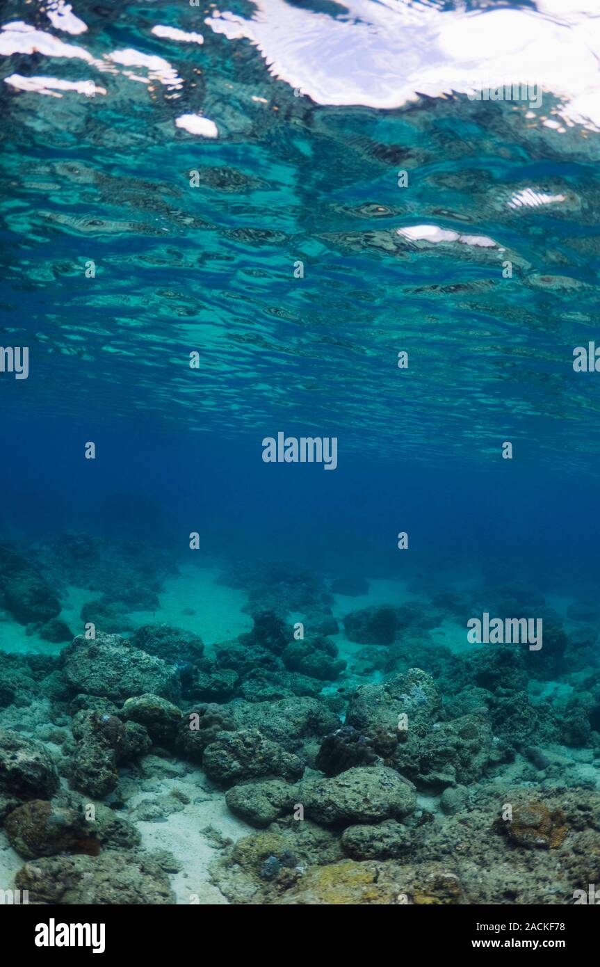 Shallow reef. Corals growing in shallow water Stock Photo - Alamy