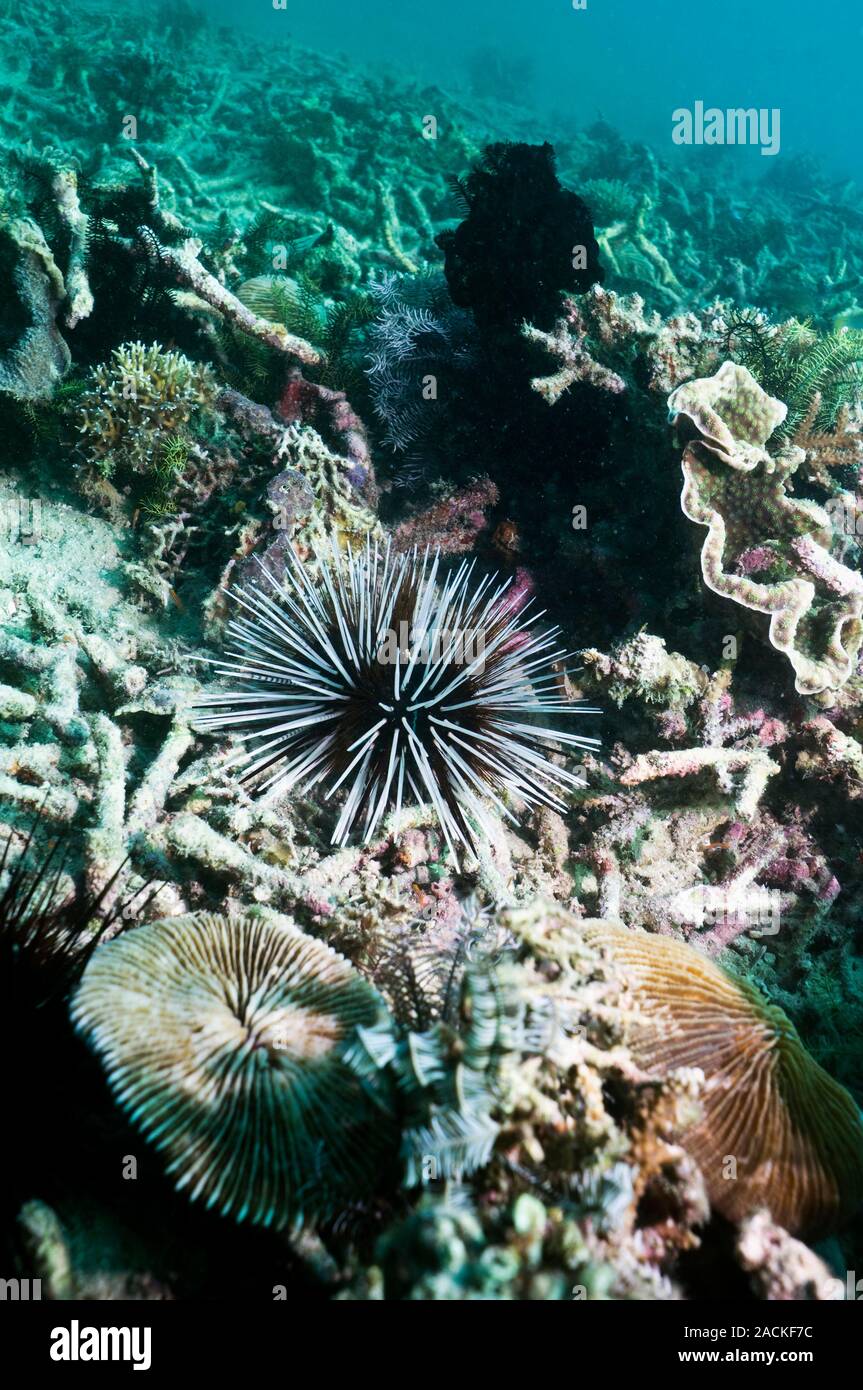 Banded sea urchin (Echinothrix calamaris, centre) on a reef ...