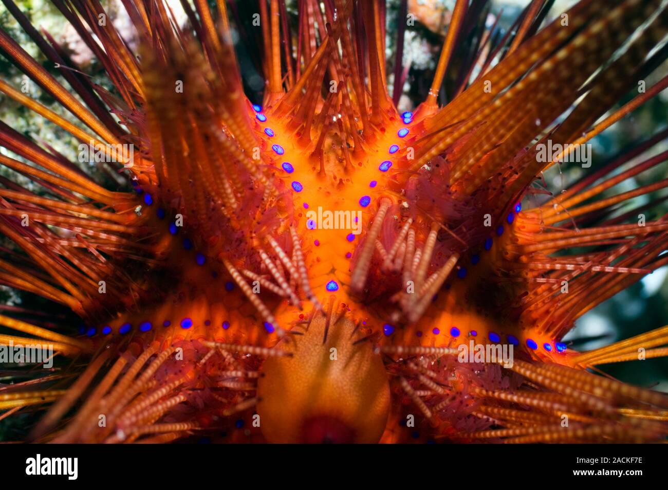 Red urchin (Astropyga radiata). Photographed off Rinca island, Komodo ...