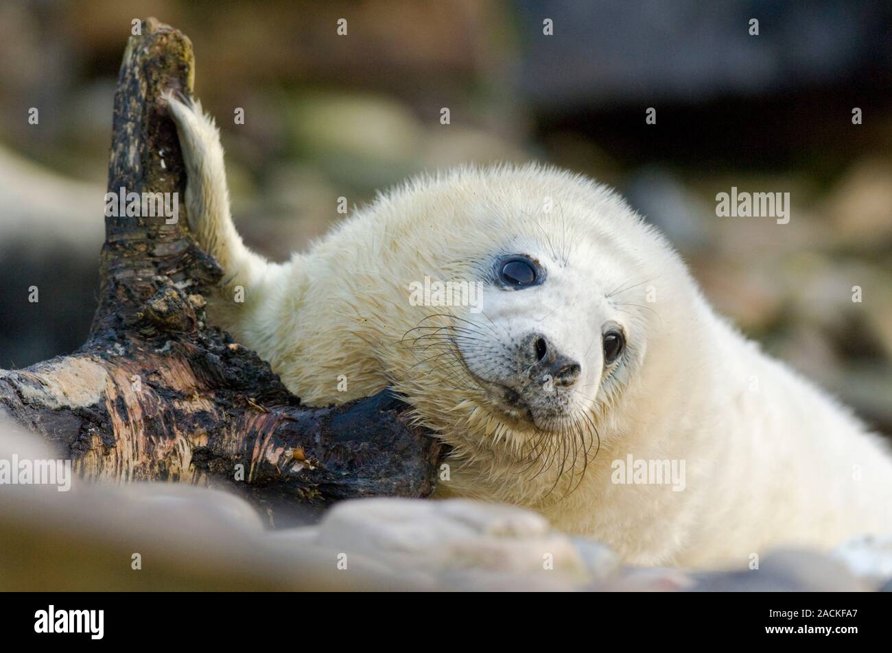 Grey seal (Halichoerus grypus) pup lying beside driftwood on a rocky ...
