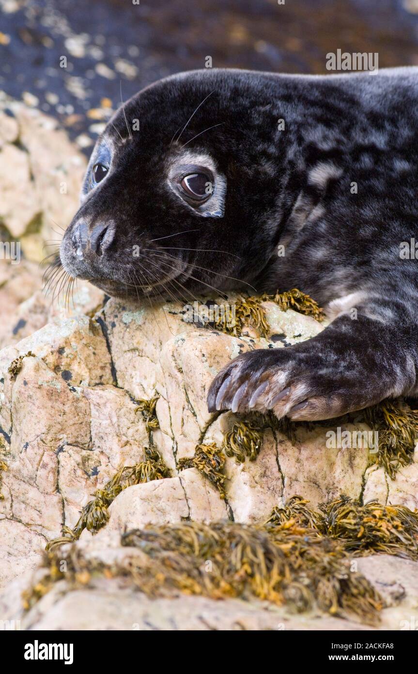 Grey seal (Halichoerus grypus) pup on seaweed-covered rocks. The grey ...