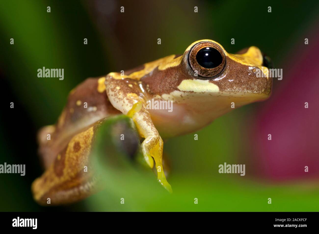 Hourglass treefrog (Dendropsophus ebraccatus) on a leaf Stock Photo - Alamy