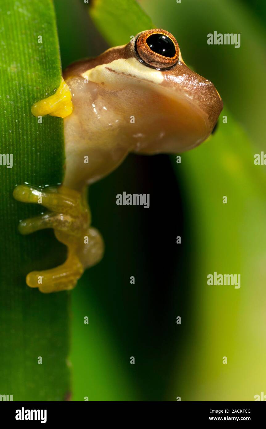 Hourglass treefrog (Dendropsophus ebraccatus) on a leaf Stock Photo - Alamy