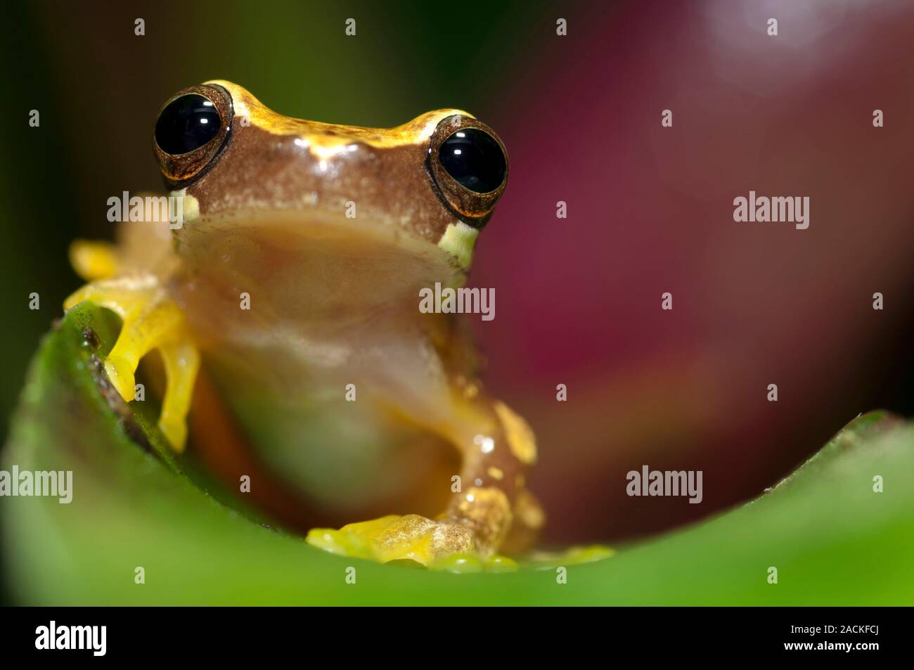 Hourglass treefrog (Dendropsophus ebraccatus) on a leaf Stock Photo - Alamy