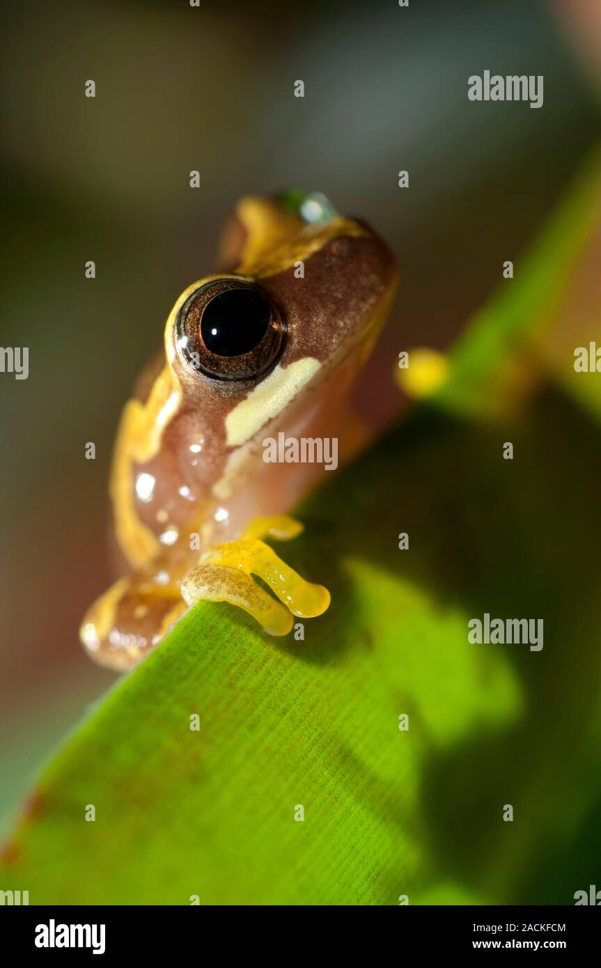 Hourglass treefrog (Dendropsophus ebraccatus) on a leaf Stock Photo - Alamy
