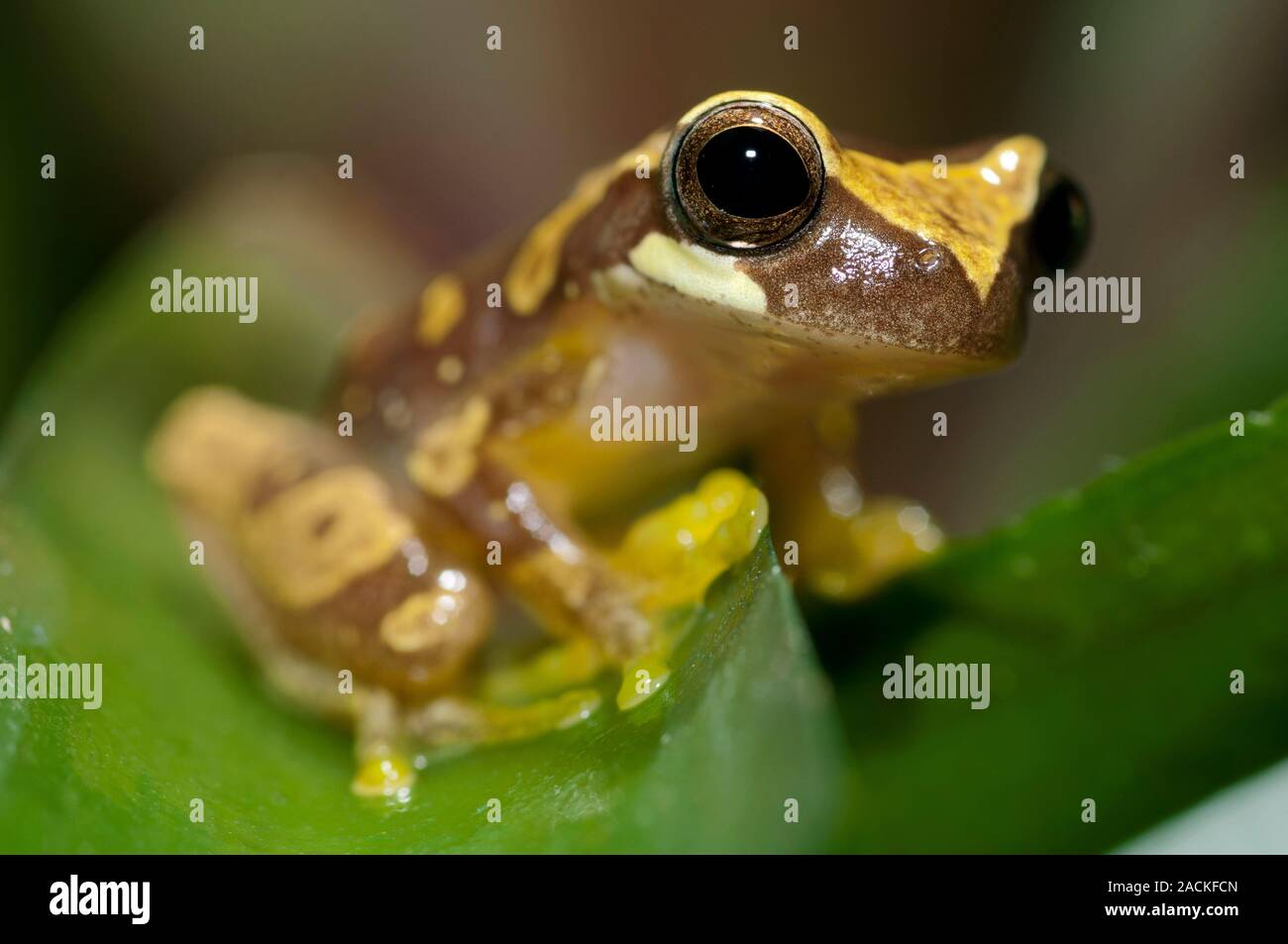 Hourglass treefrog (Dendropsophus ebraccatus) on a leaf Stock Photo - Alamy