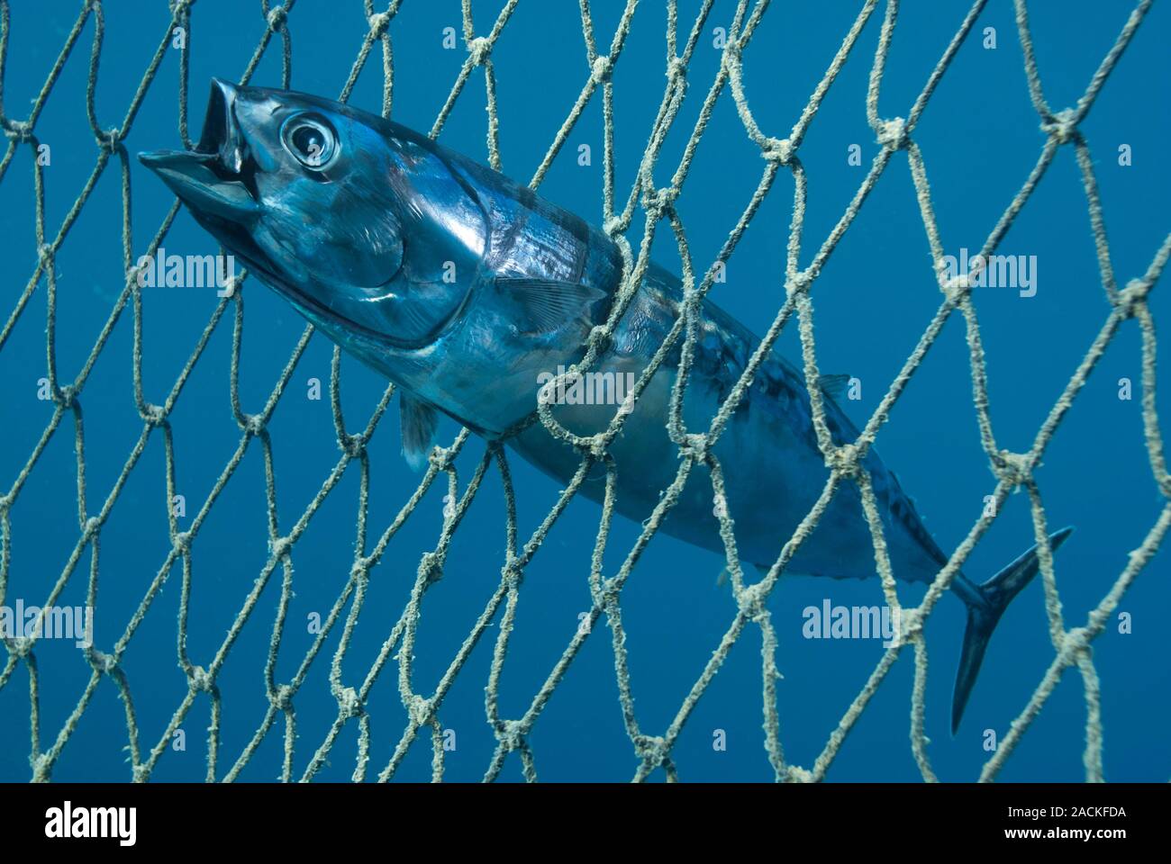 Bullet tuna (Auxis rochei) in a fishing net. Photographed in Murcia ...