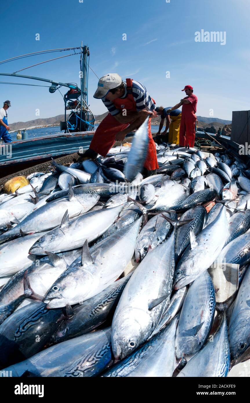 Tuna catch. Little tunny (Euthynnus alletteratus) fish on board a ...