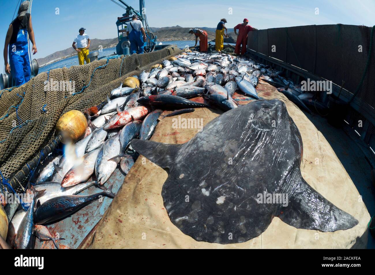 Fishermans' catch. Sunfish (Mola mola, lower right) and other fish on ...