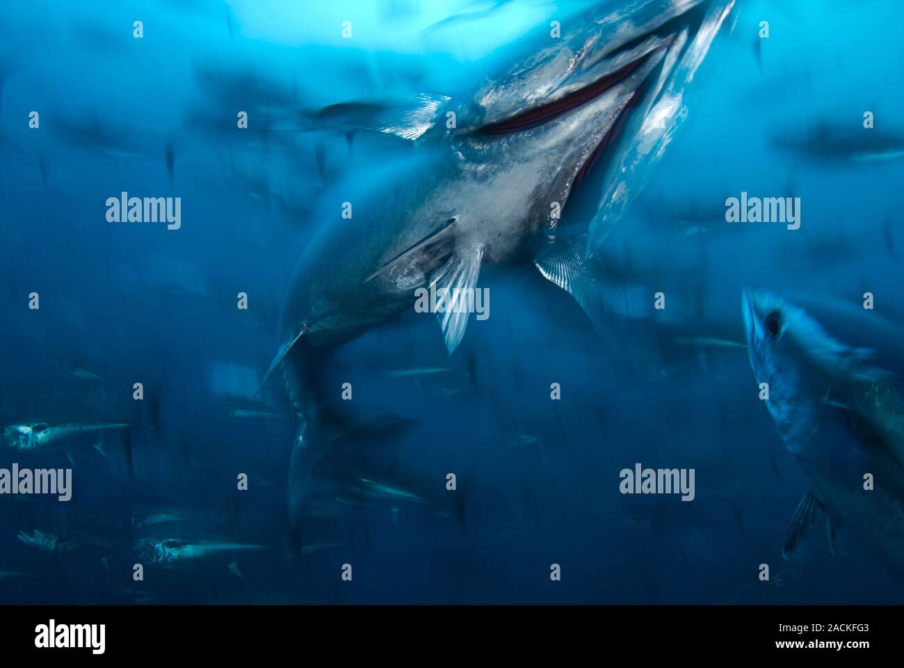 Northern bluefin tuna (Thunnus thynnus) in an offshore fish farm cage ...