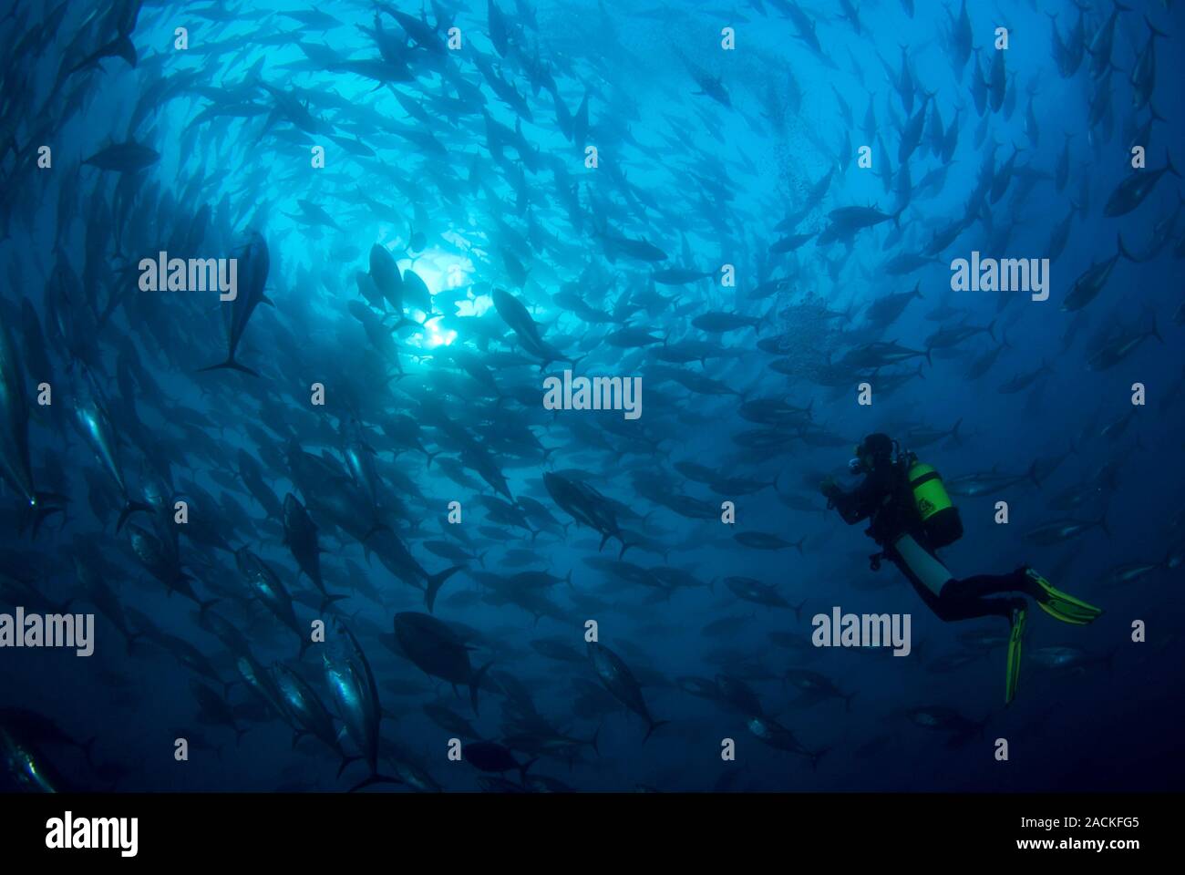 Northern bluefin tuna. SCUBA diver swimming amongst northern bluefin ...