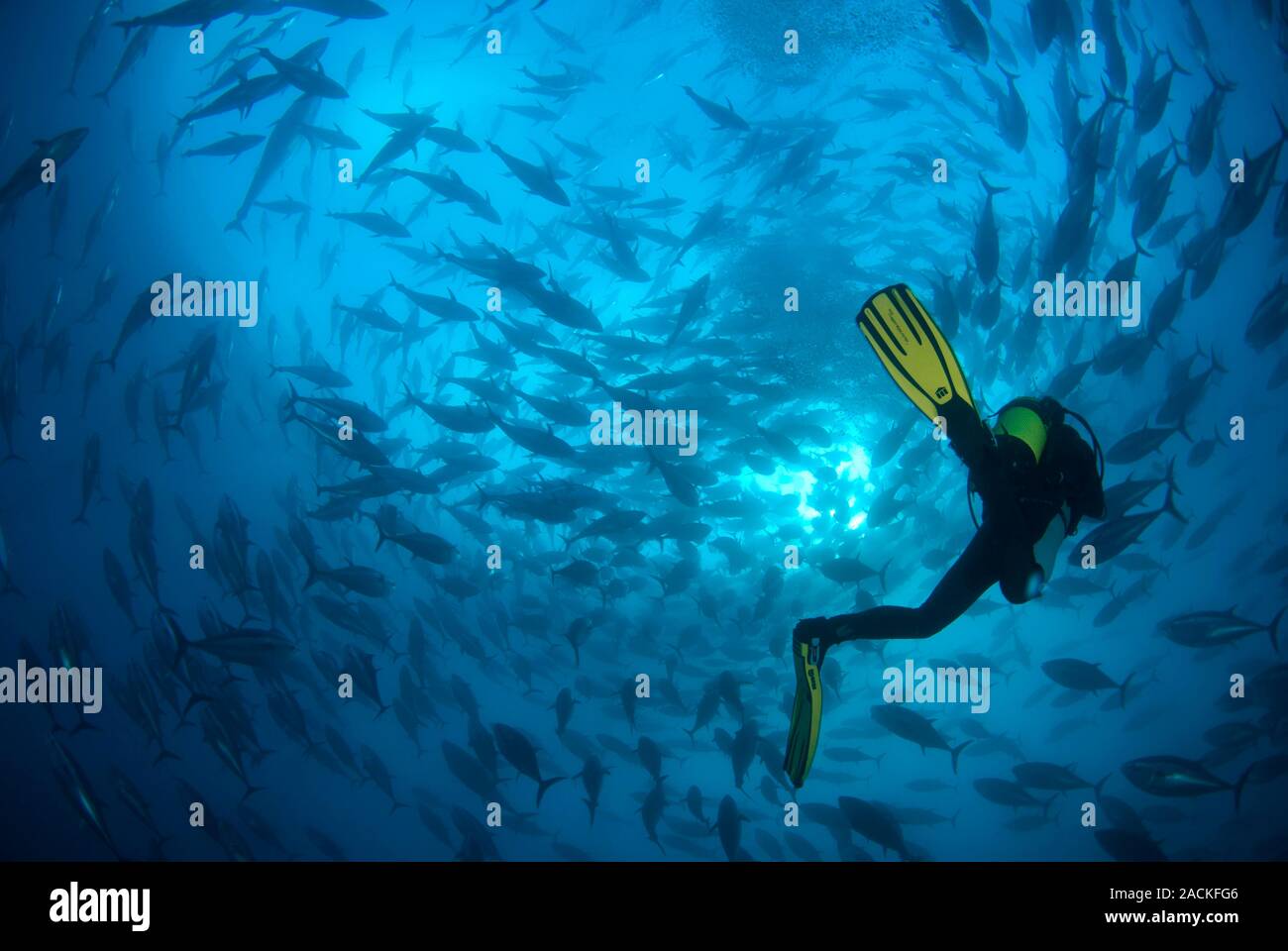 Northern bluefin tuna. SCUBA diver swimming amongst northern bluefin ...