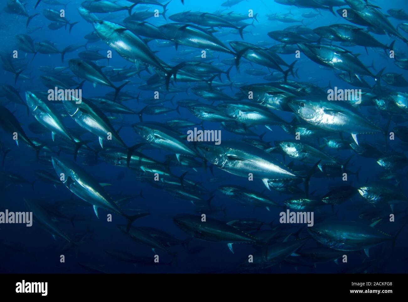 Northern bluefin tuna (Thunnus thynnus) in an offshore fish farm cage ...