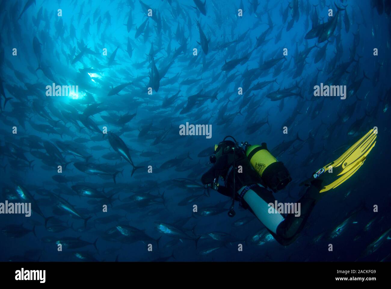 Northern bluefin tuna. SCUBA diver swimming amongst northern bluefin ...