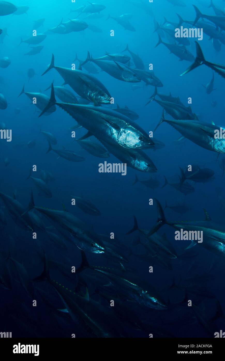 Northern bluefin tuna (Thunnus thynnus) in an offshore fish farm cage ...
