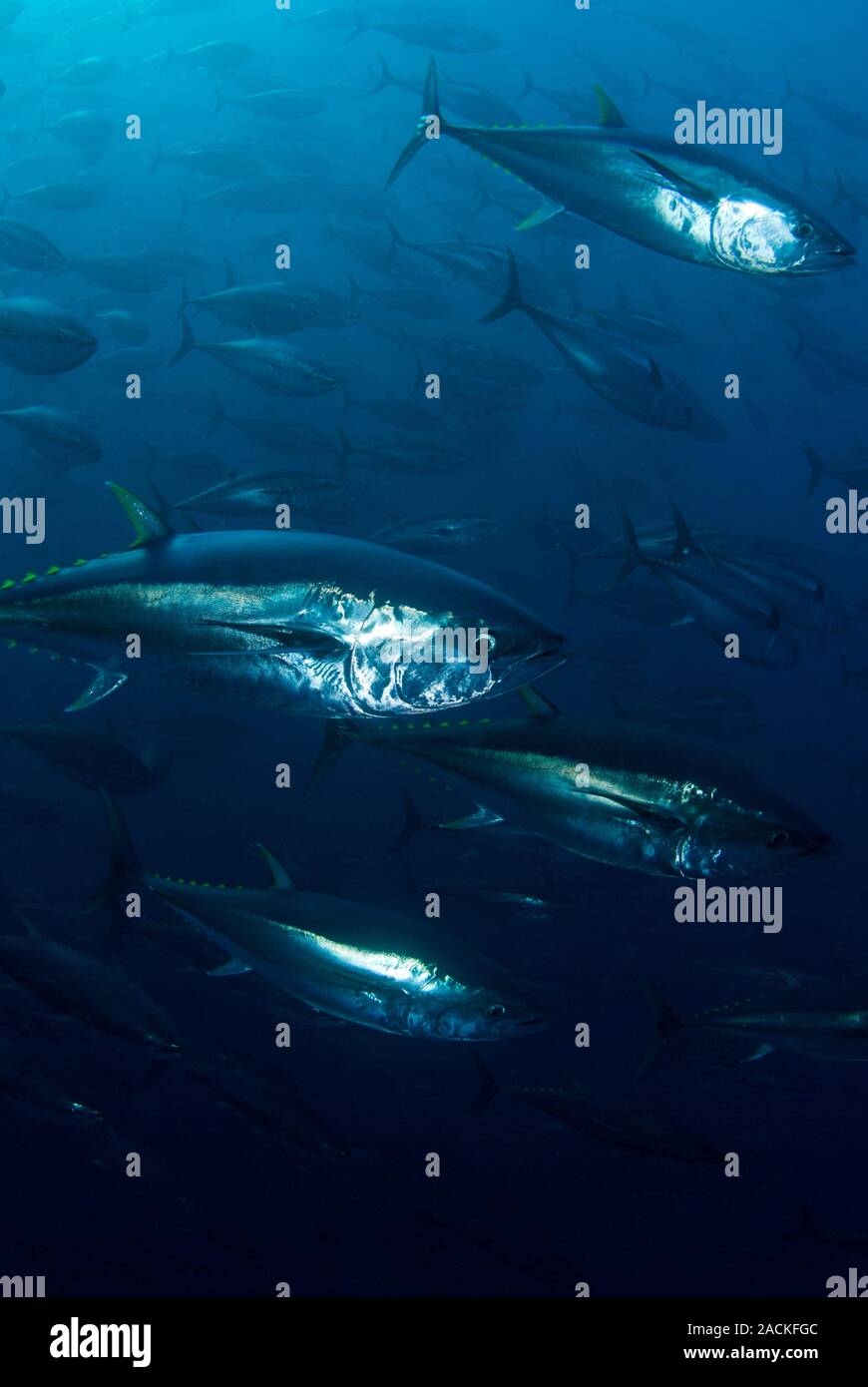 Northern bluefin tuna (Thunnus thynnus) in an offshore fish farm cage ...