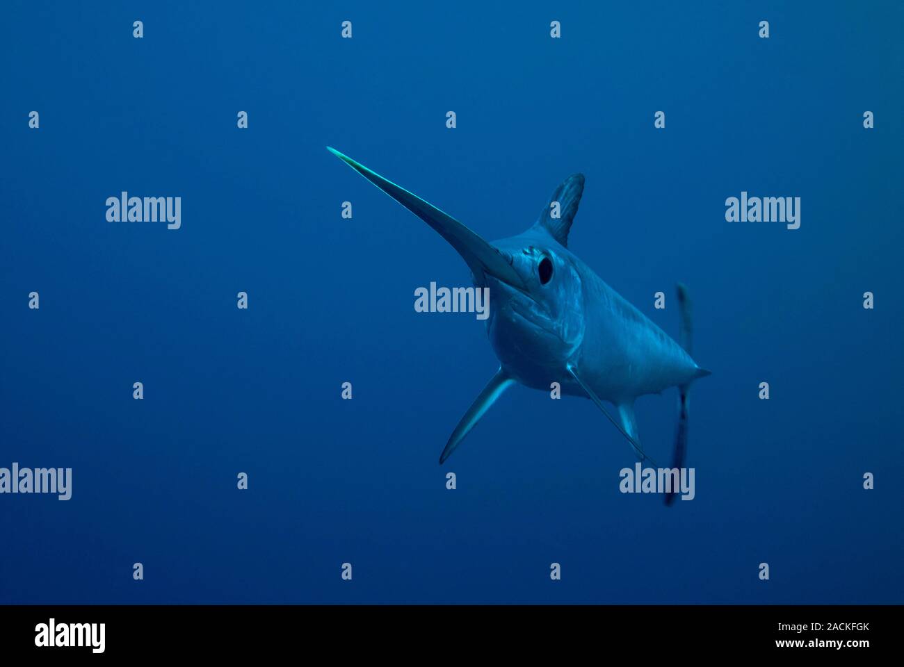 Swordfish (Xiphias gladius) swimming. Photographed in Murcia, Spain ...