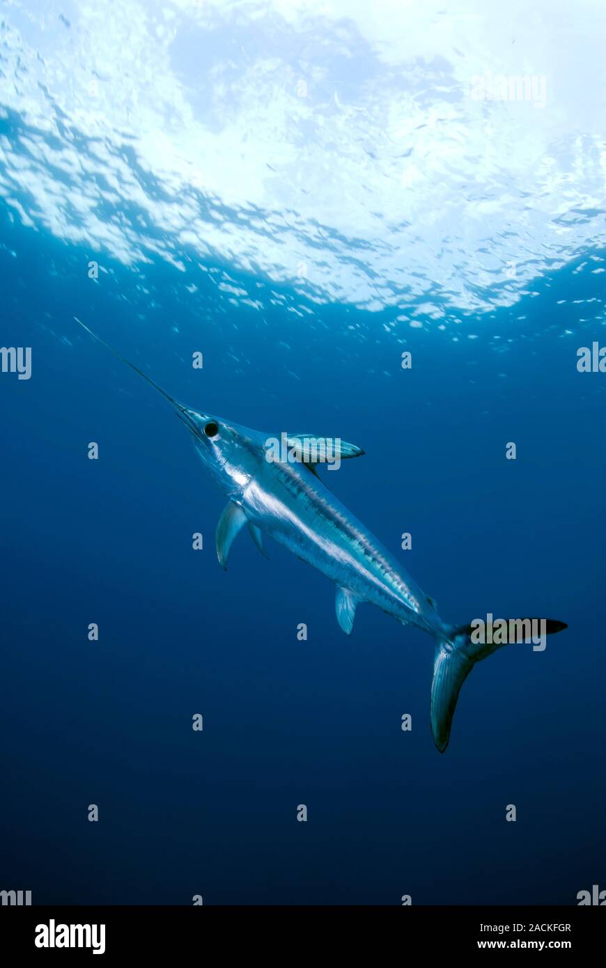 Swordfish (Xiphias gladius) swimming. Photographed in Murcia, Spain ...