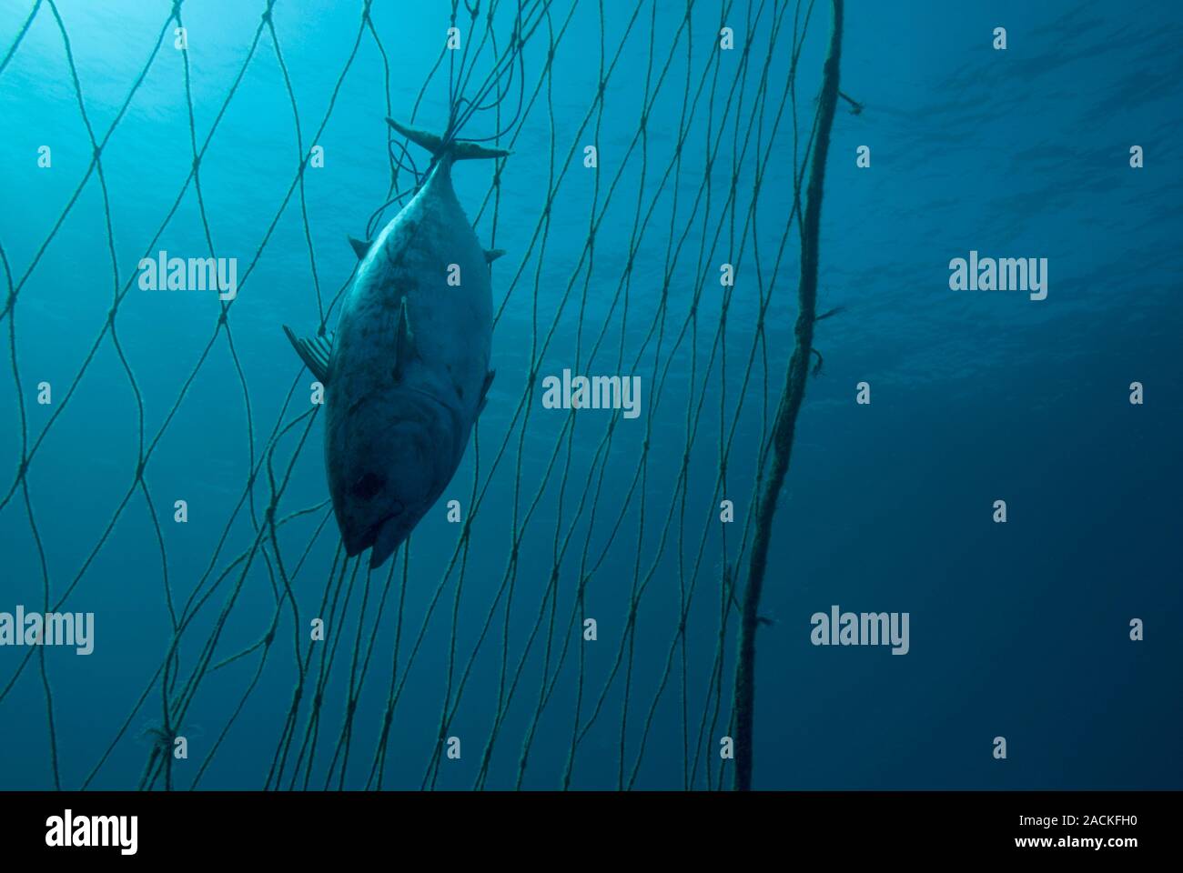 Tuna fishing. Dead little tunny (Euthynnus alletteratus) tuna fish in a ...