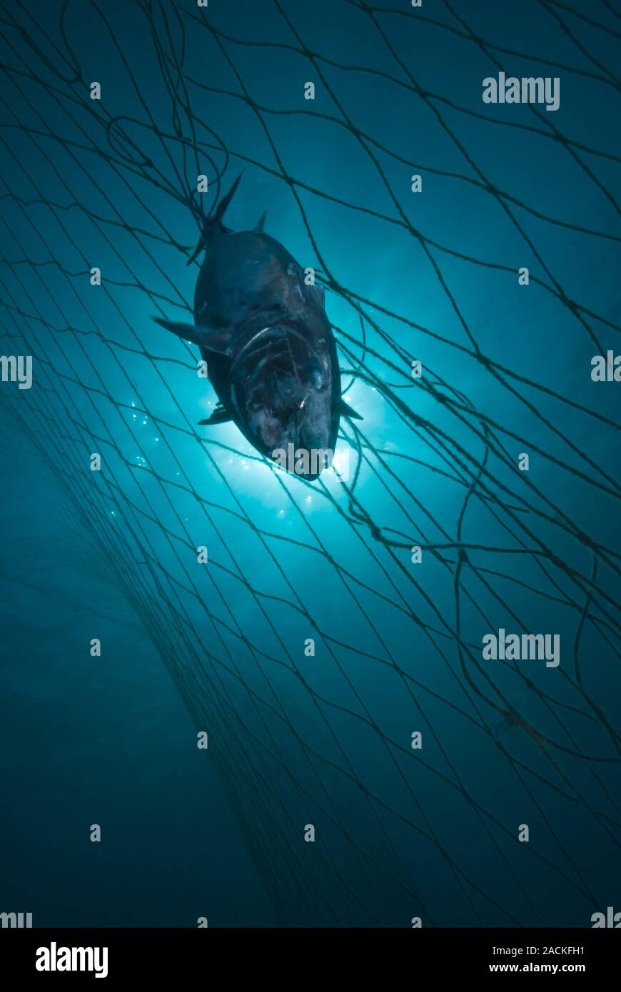 Tuna fishing. Dead little tunny (Euthynnus alletteratus) tuna fish in a ...
