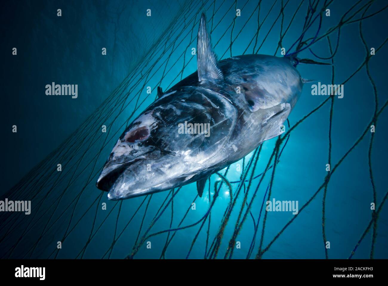 Tuna fishing. Dead little tunny (Euthynnus alletteratus) tuna fish in a ...