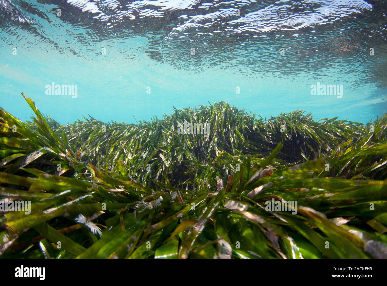 Neptune grass (Posidonia oceanica). This marine flowering plant is ...