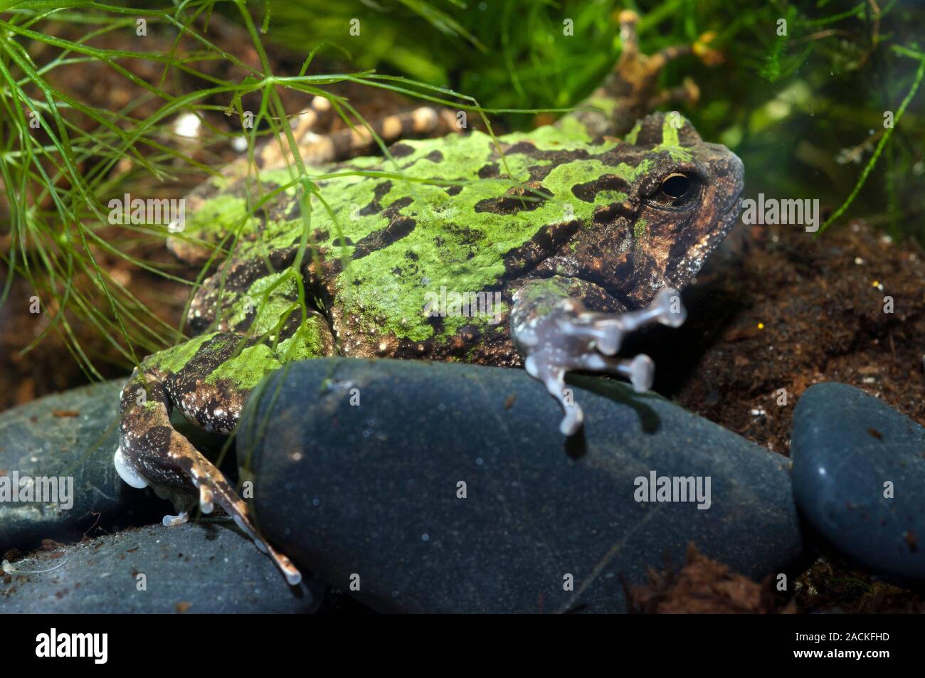 Malagasy burrowing frog (Scaphiophryne marmorata) underwater. This ...