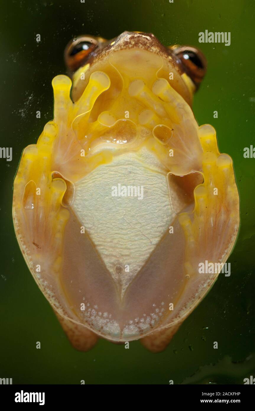 Hourglass treefrog (Dendropsophus ebraccatus) on a glass, showing its ...
