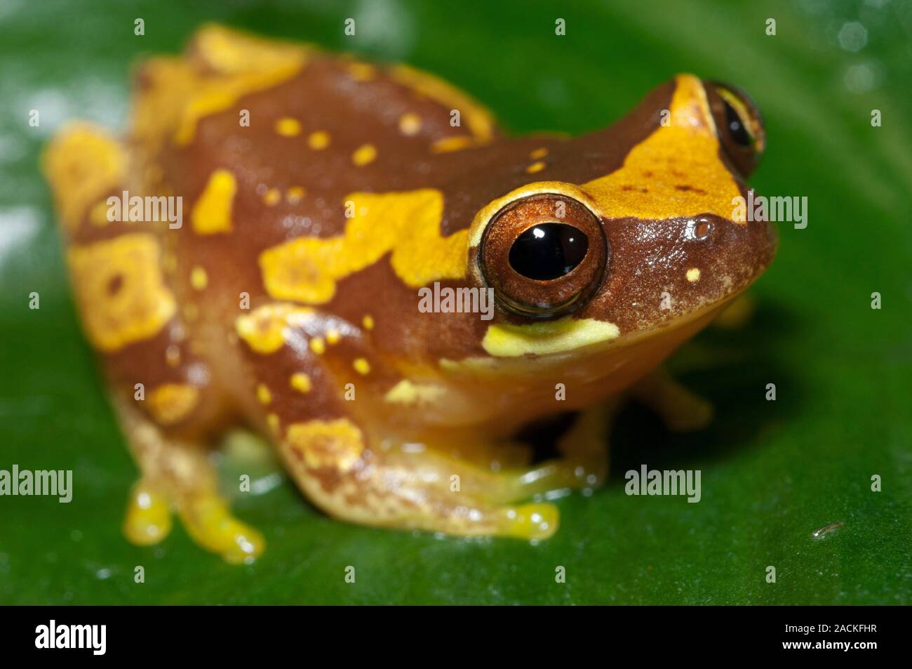 Hourglass treefrog (Dendropsophus ebraccatus) on a leaf Stock Photo - Alamy
