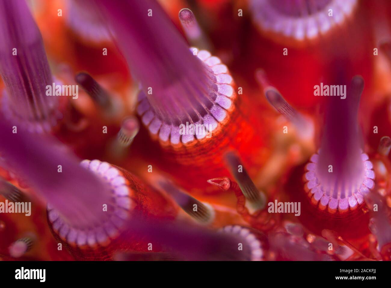 Sea urchin detail. Close-up of the spines and the ambulacral system of ...