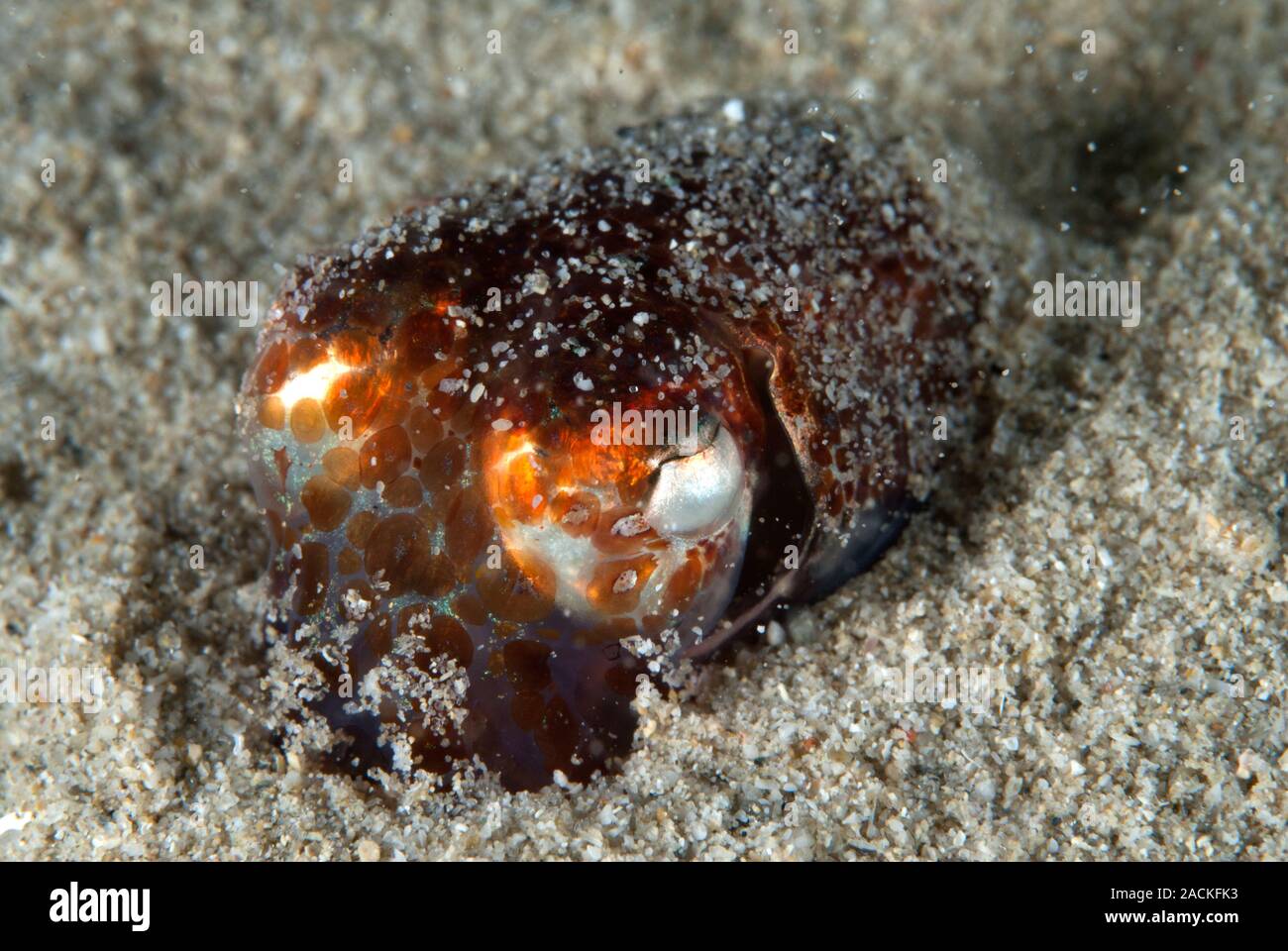 Atlantic bobtail squid (Sepiola atlantica) buried in the sand at night ...