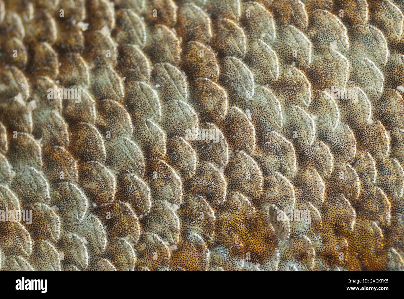 Wide-eyed flounder skin. Close-up of the skin of a wide-eyed flounder ...