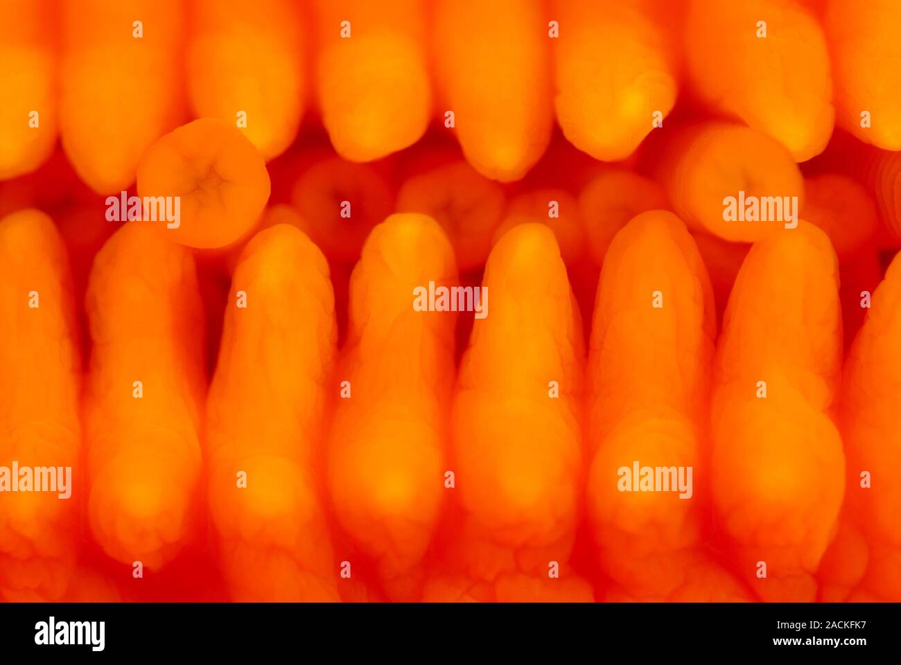 Starfish detail. Close-up of the ambulacral system of an Echinaster ...