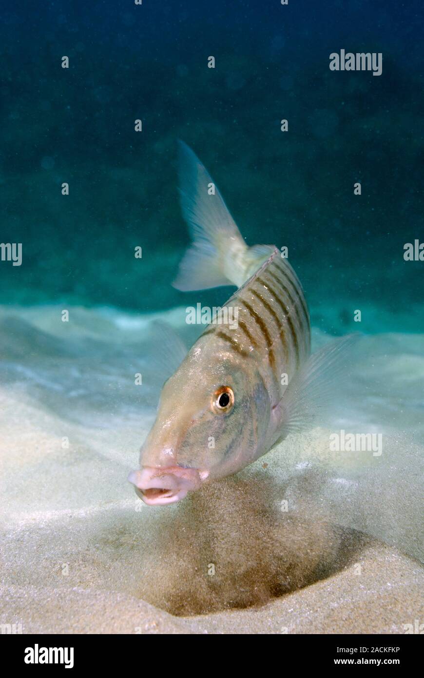 Striped seabream (Lithognathus mormyrus) searching for prey in the sand ...