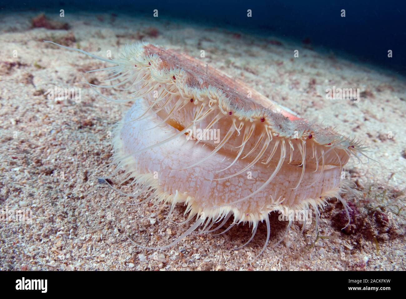 Scallop ( Pecten jacobaeus) on the sea bed. Photographed in the ...