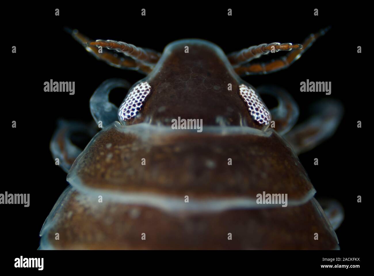 Marine louse. Close-up of the head of a parasitic marine isopod. These ...