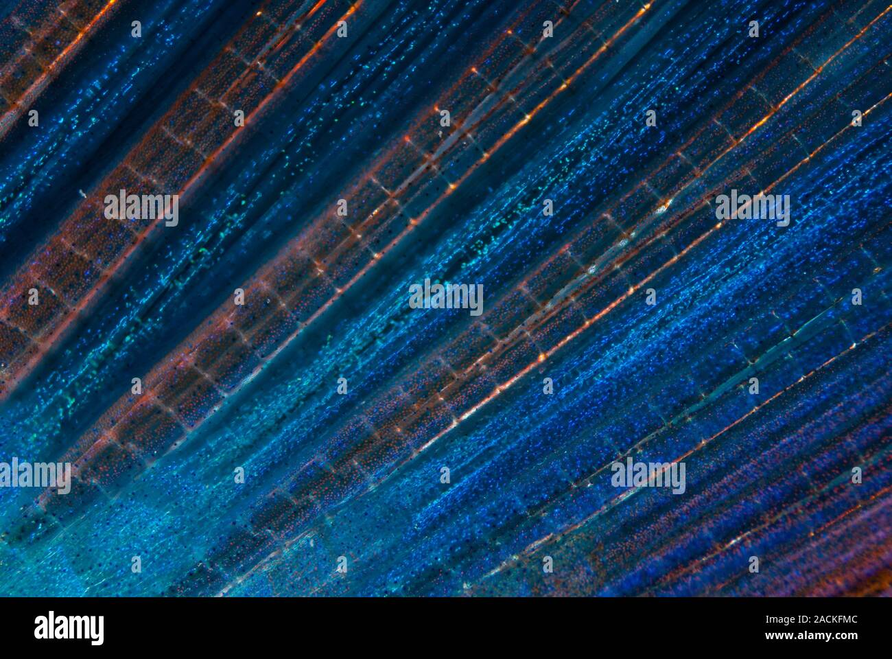 Ornate wrasse tail. Close-up of the bony rays in the tail fin of an ...