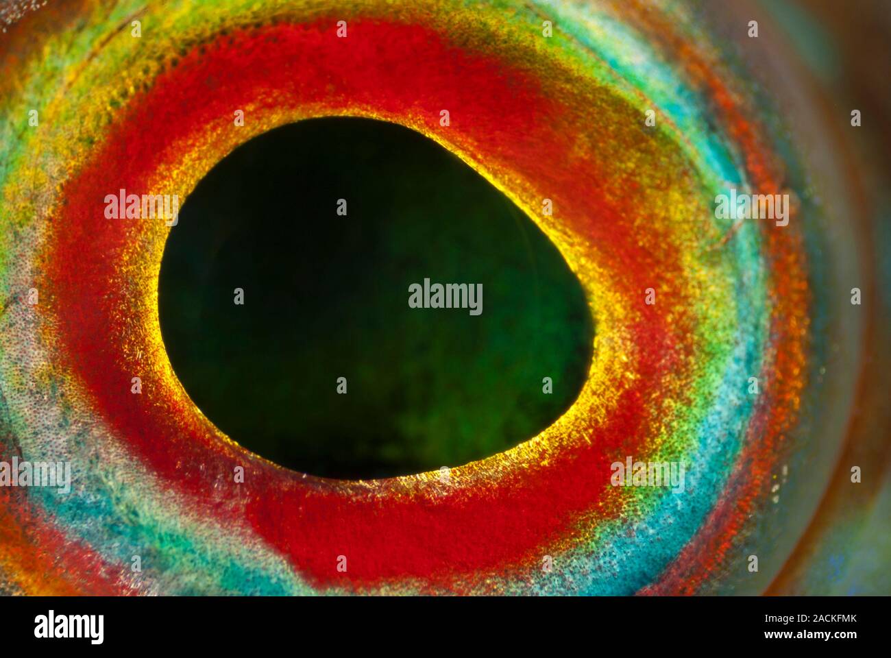 Axillary wrasse eye. Close-up of the eye of an Axillary wrasse ...