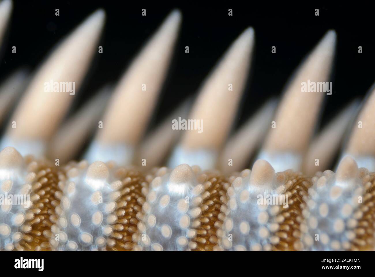 Starfish detail. Close-up of spiny structures on the skin of an ...