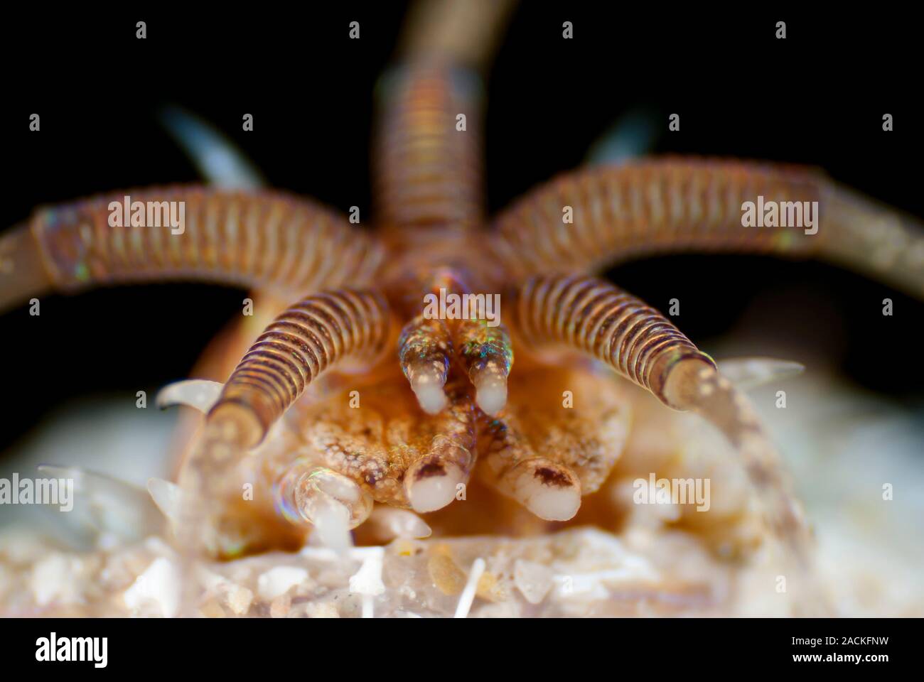 Polychaetes Of Head