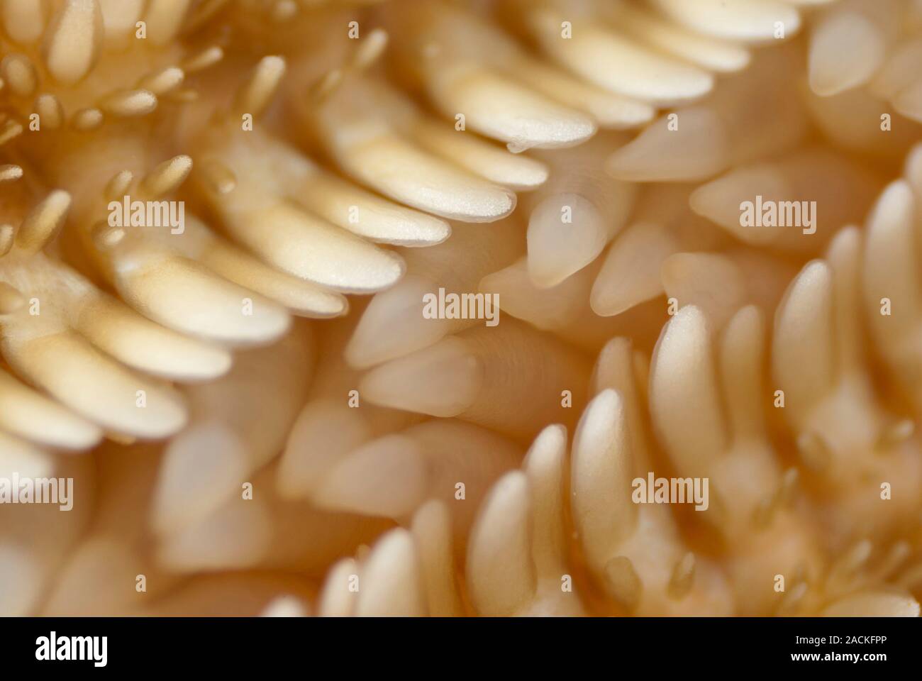 Starfish detail. Close-up of spiny structures on the skin of an ...