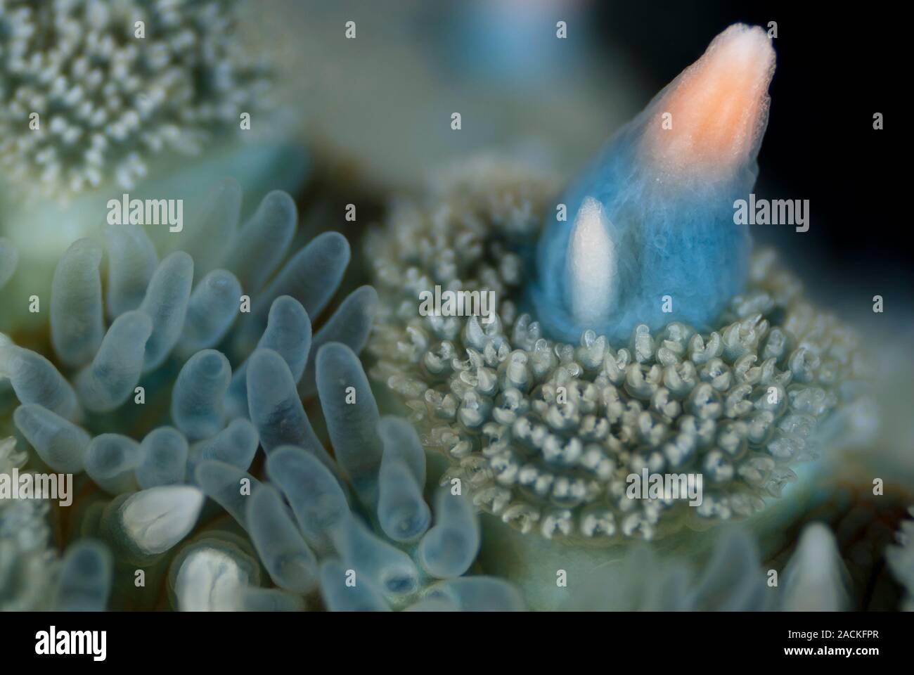 Starfish detail. Close-up of structures on the skin of a Marthasterias ...