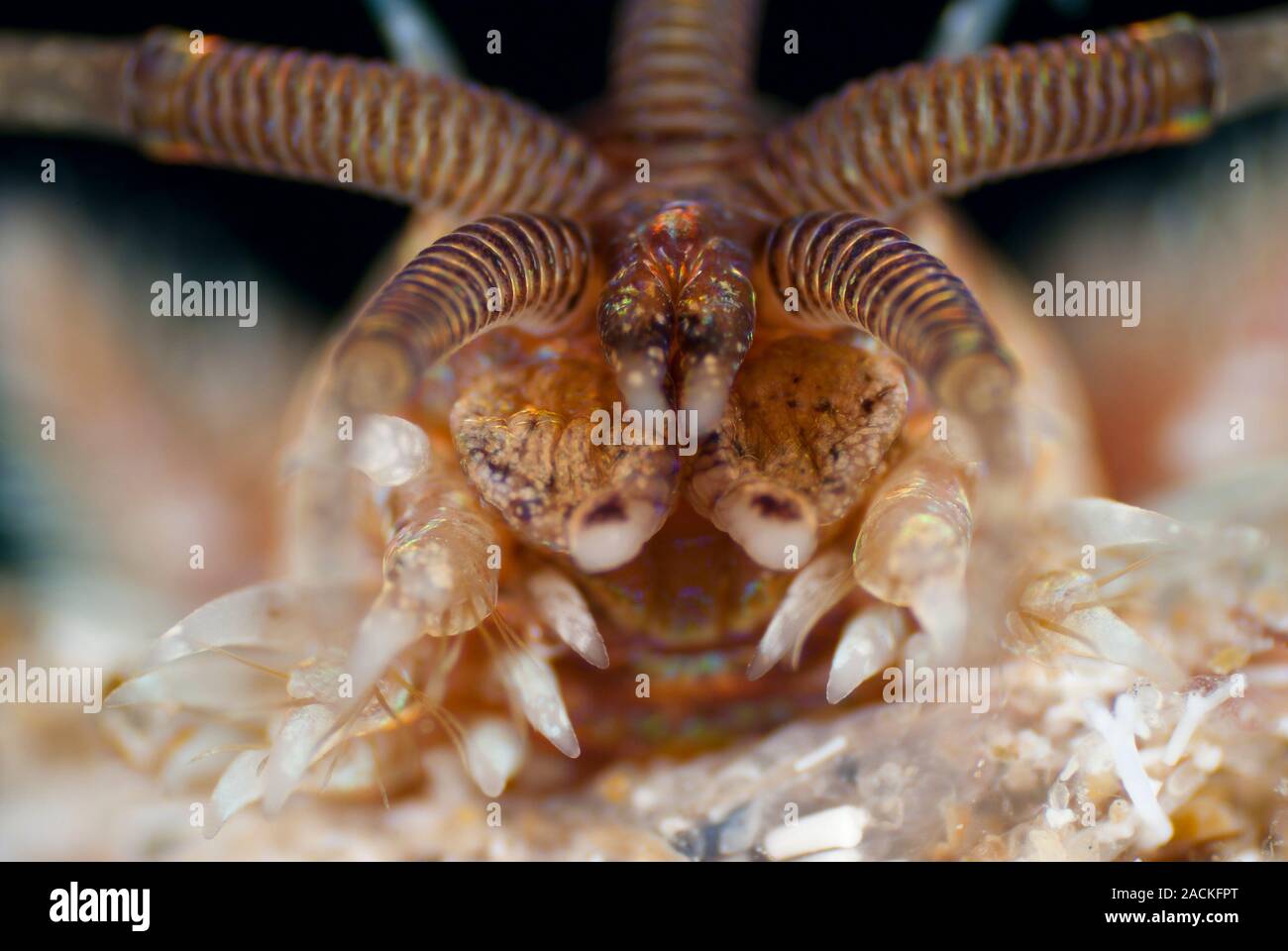 Polychaete marine worm. Close-up of the head of a Diopatra neapolitana ...