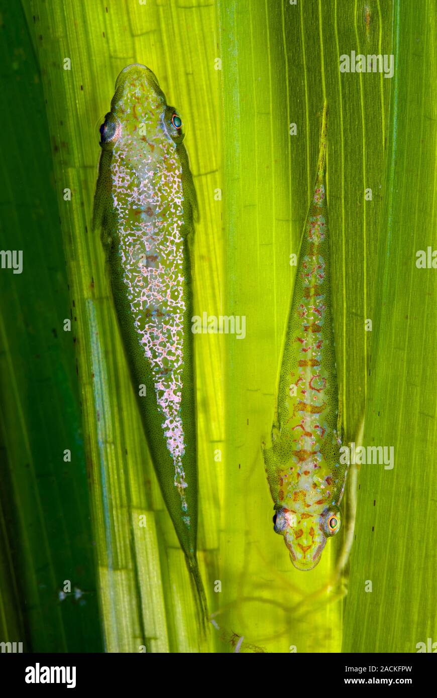 Clingfish (Opeatogenys gracilis) on Neptune grass (Posidonia oceanica ...