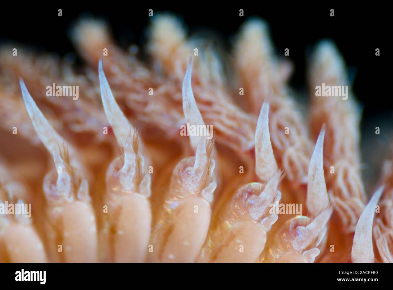 Polychaete marine worm. Close-up of the body of a Diopatra neapolitana ...