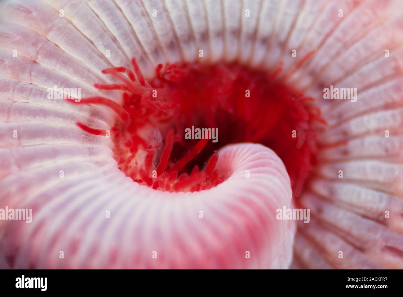 Marine Segmented Worms