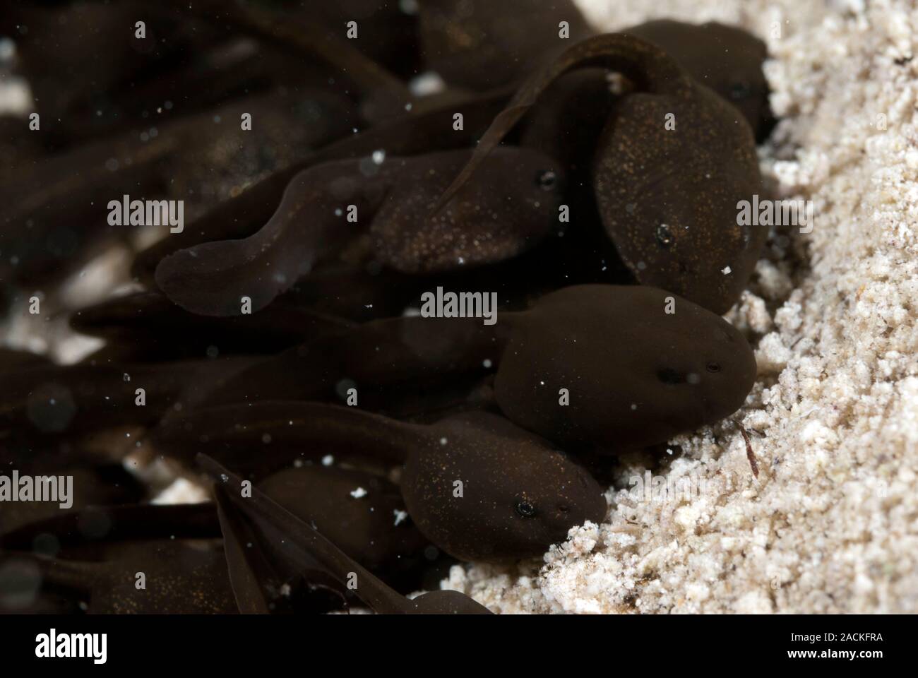 Common toad (Bufo bufo) tadpoles in a stream. Photographed in Valencia ...