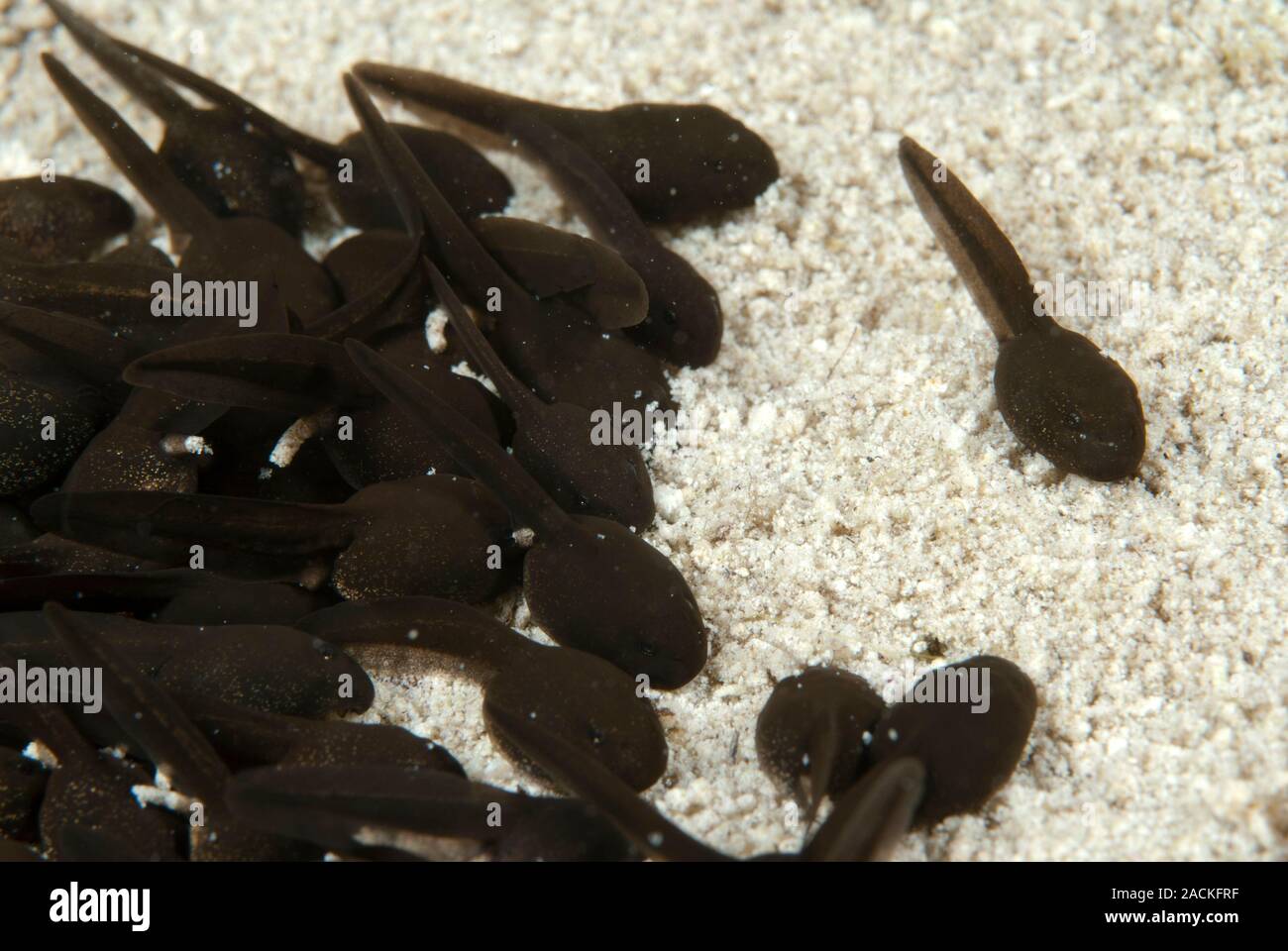 Common toad (Bufo bufo) tadpoles in a stream. Photographed in Valencia ...