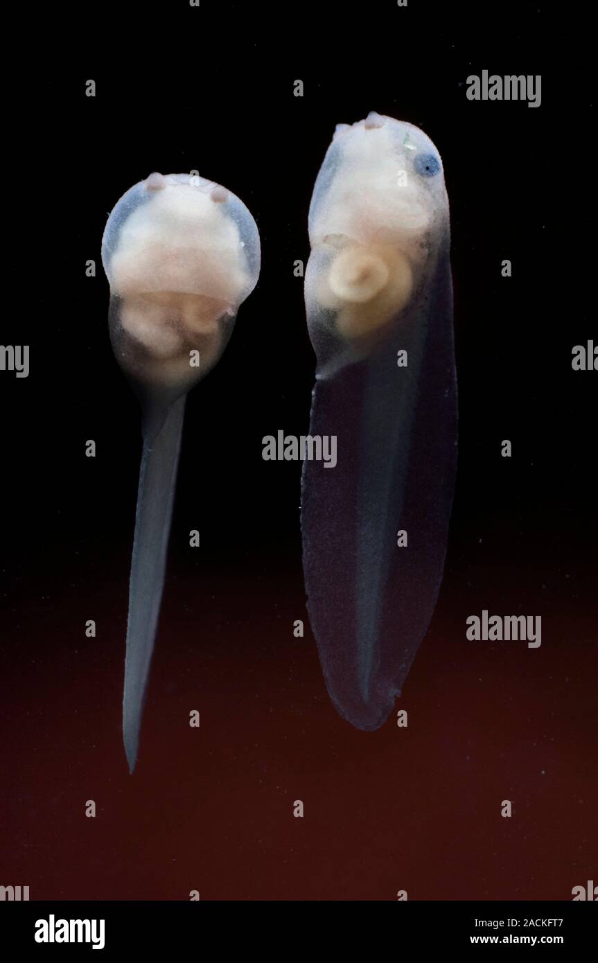 Developing frog tadpoles. Close-up of newly hatched tadpoles of a ...